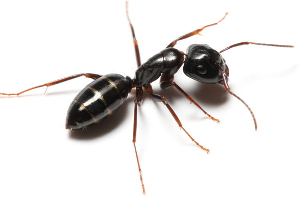 #1 Ant Removal Service In Central Wisconsin | 1st CPC