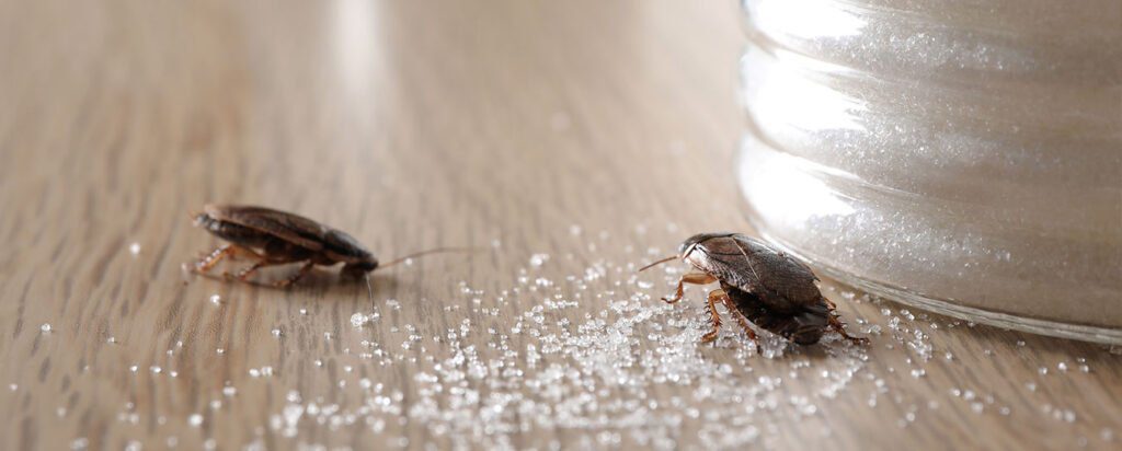 #1 Professional Cockroaches Removal Service In Central Wisconsin - Pest ...