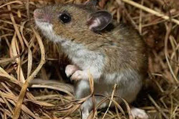 #1 Top Class Mice Removal Service In Central Wisconsin - Pest Control ...